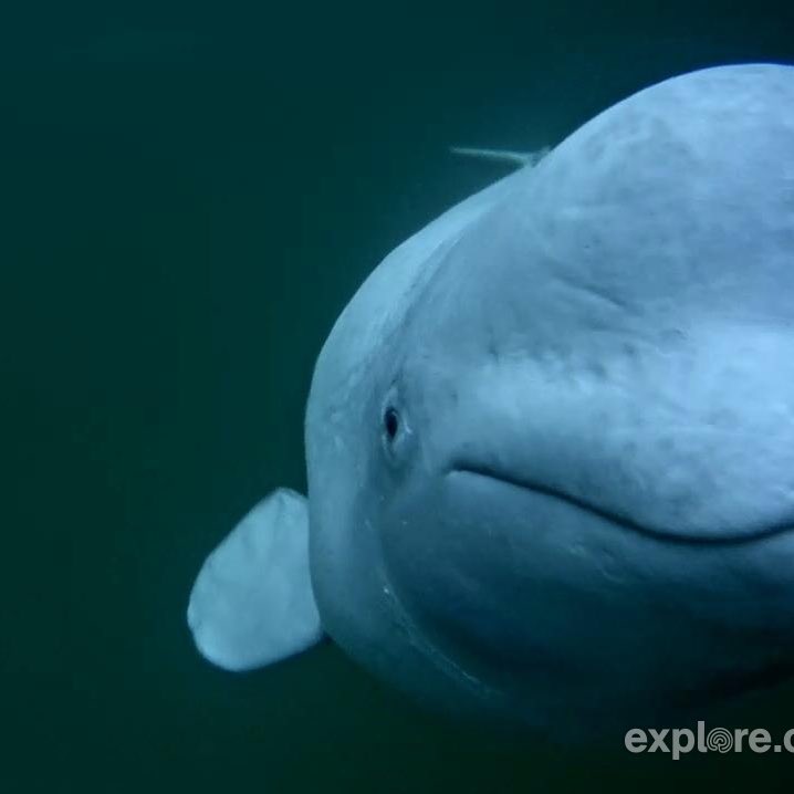 Beluga Bits (@ArcticWhaleRes) | Twitter