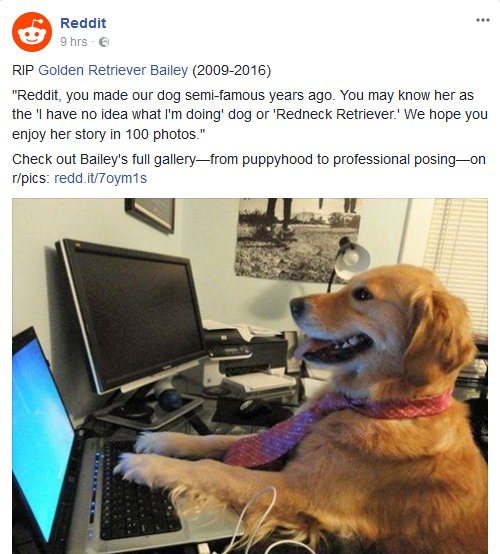 Dog On Computer Meme