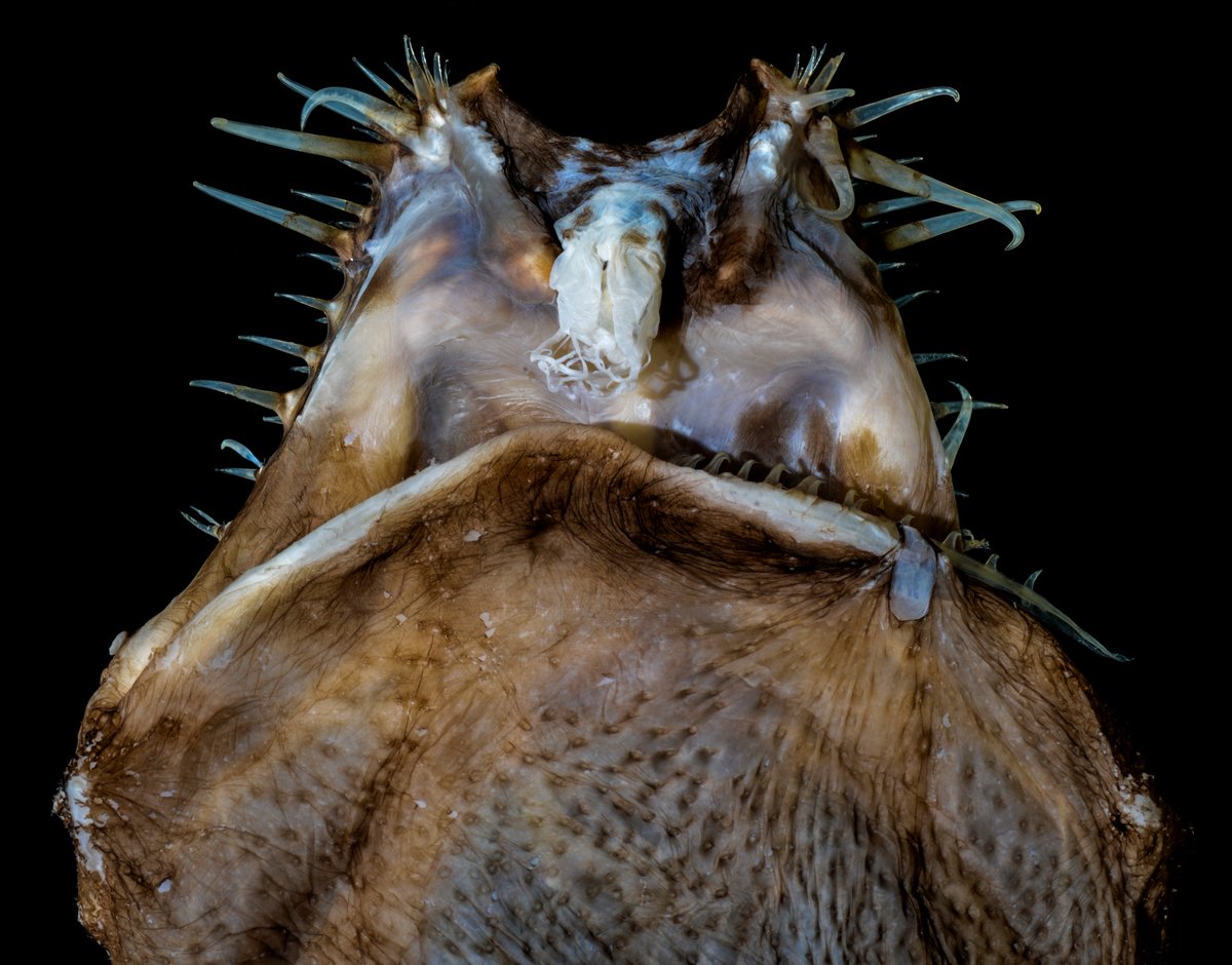 This is the Thaumatichthys axeli. It’s a bizarre angler fish with a ...
