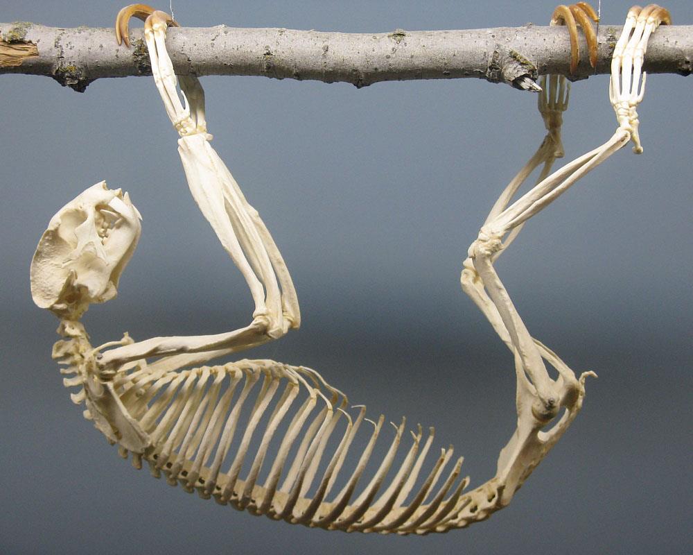 Sloth Hand Skeleton