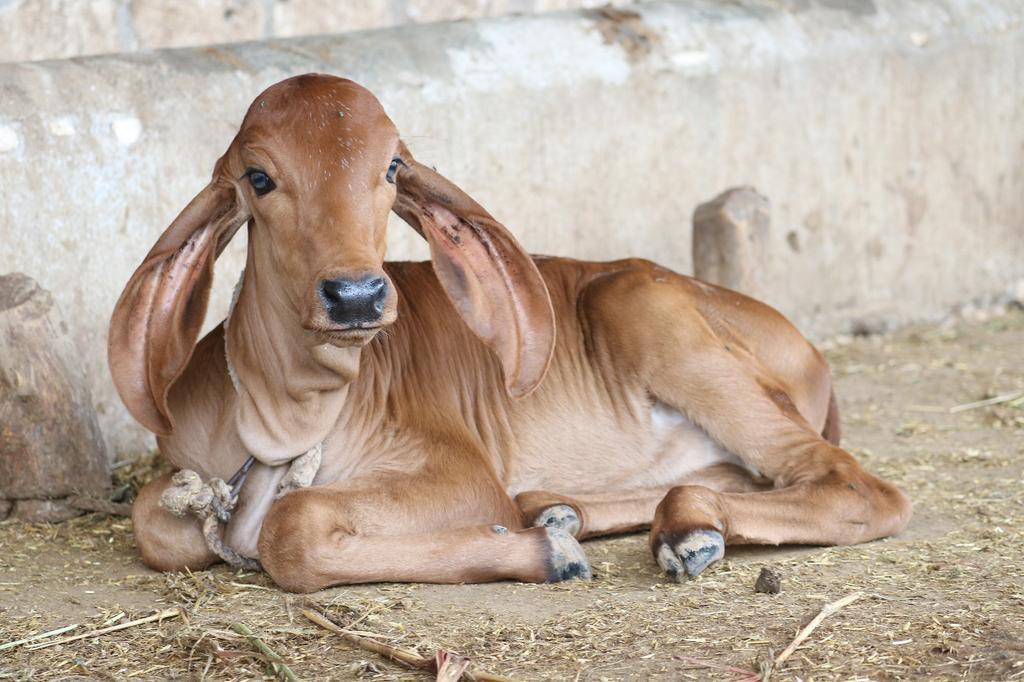 Gir Cow Calf