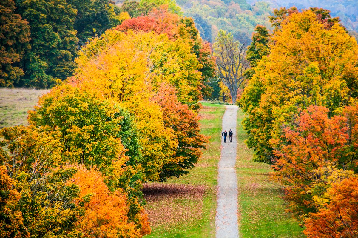 New York Tree Sugar Maple