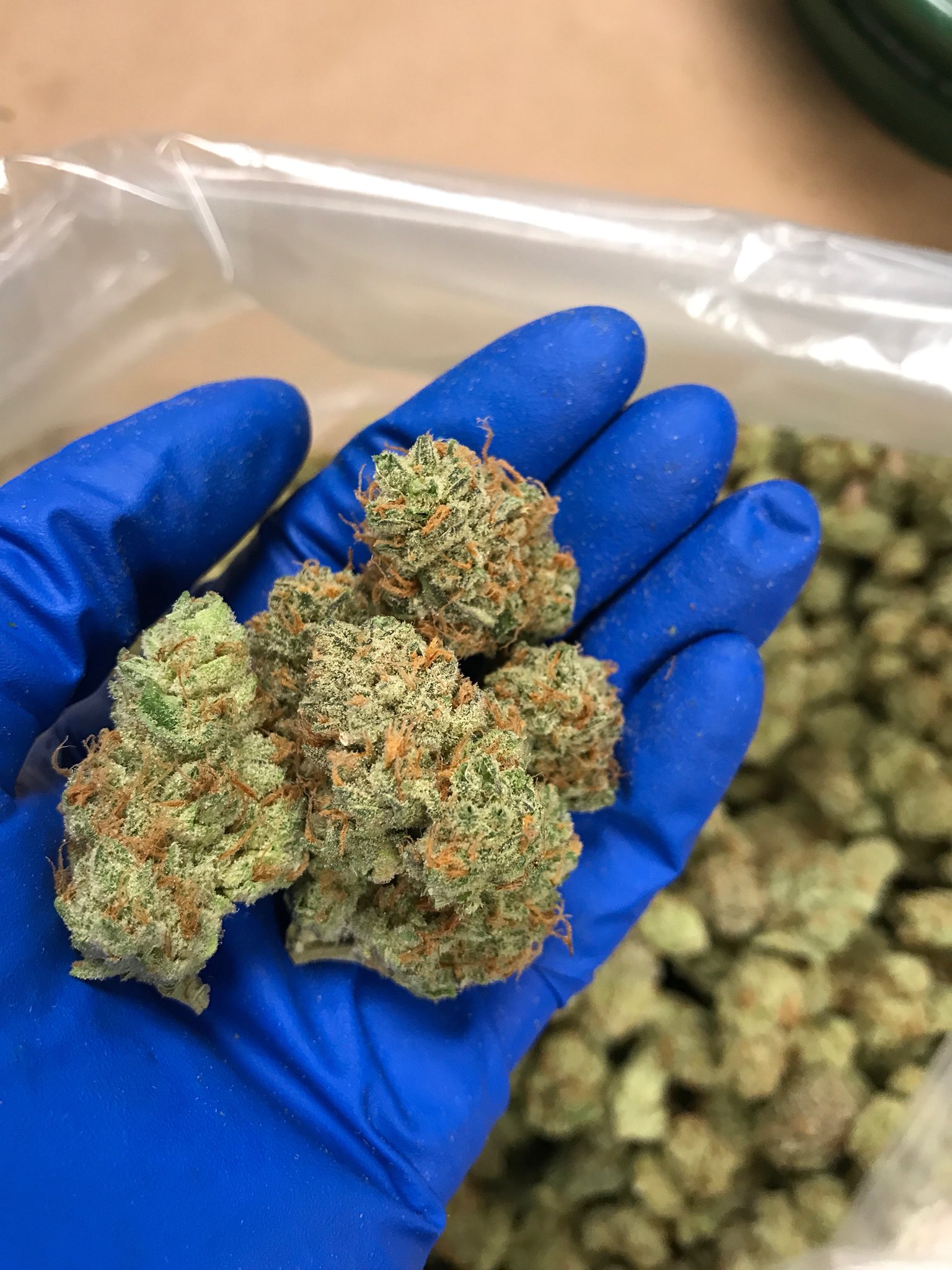Hawaiian Snow Weed Veritas Cannabis على X: "Fresh Trimmed Zamboni.