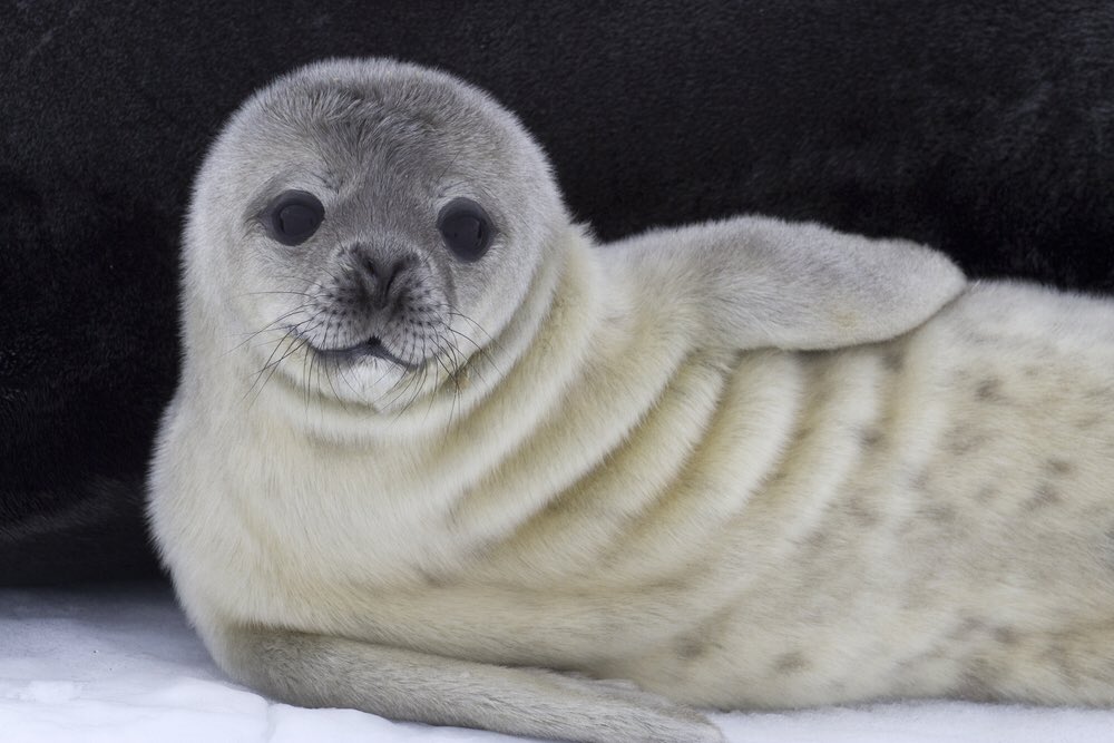 Fluffy Baby Seal