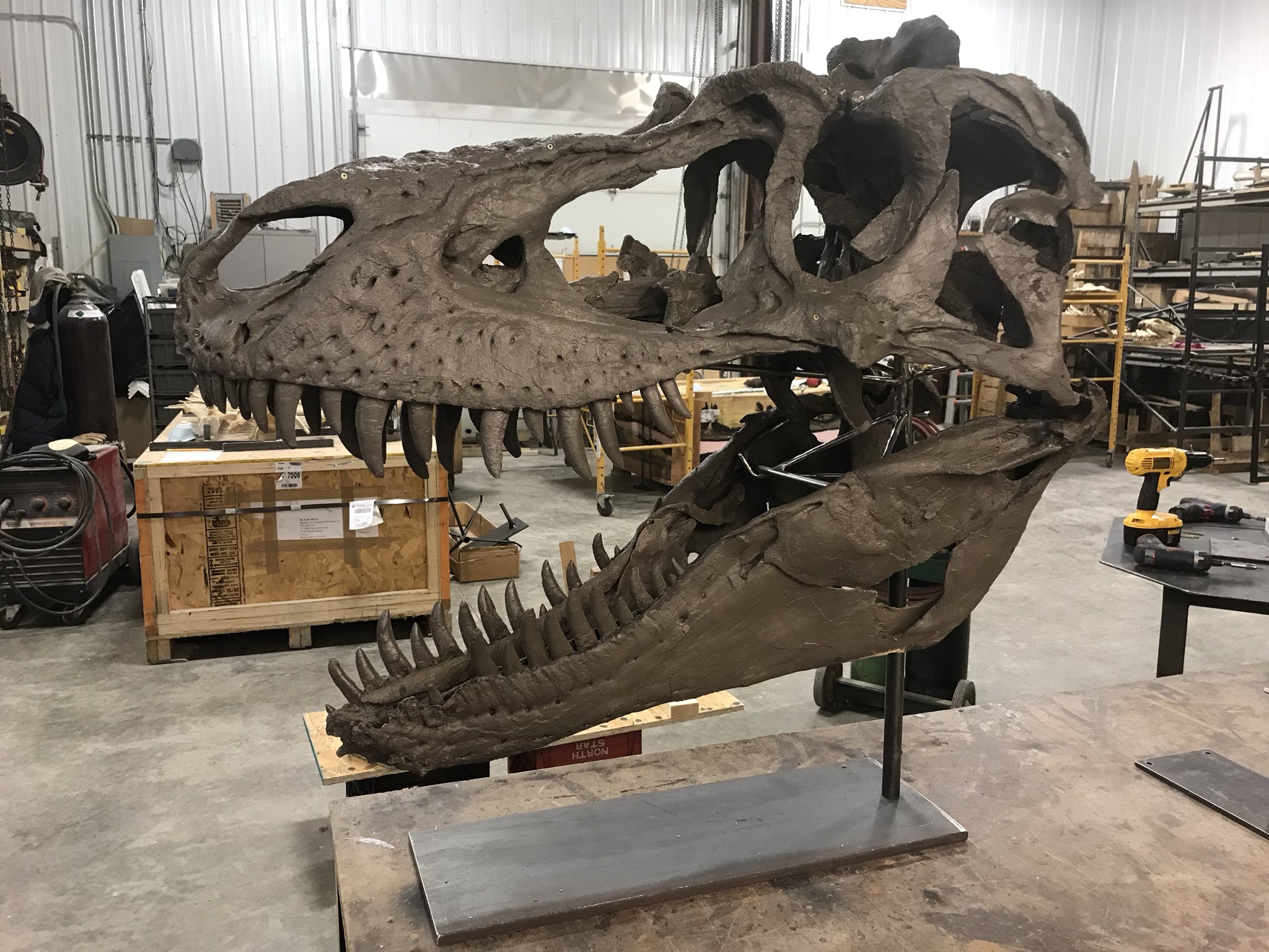 Gorgosaurus Skeleton