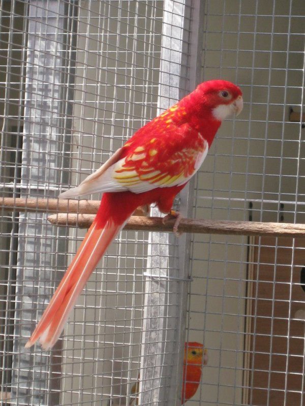 Crimson Rosella Mutations