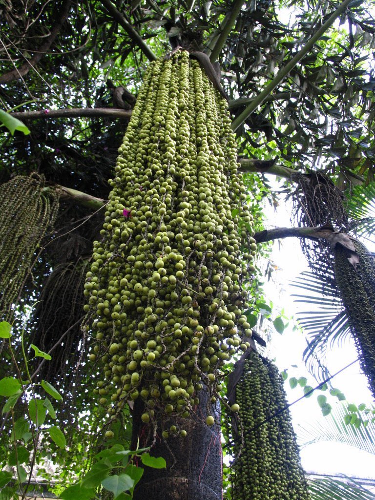 Sabudana Tree