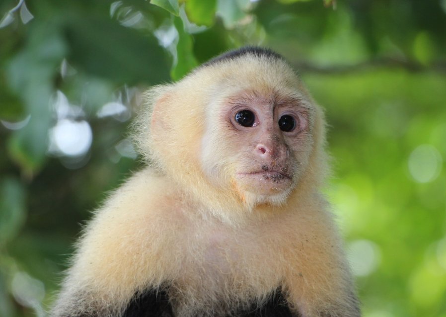 Cute Pet Capuchin Monkey