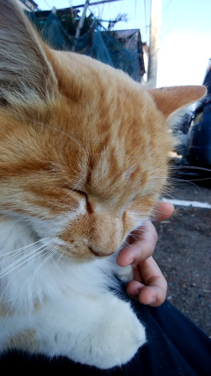 猫水neko-sui (@neko_suizokukan) | Twitter