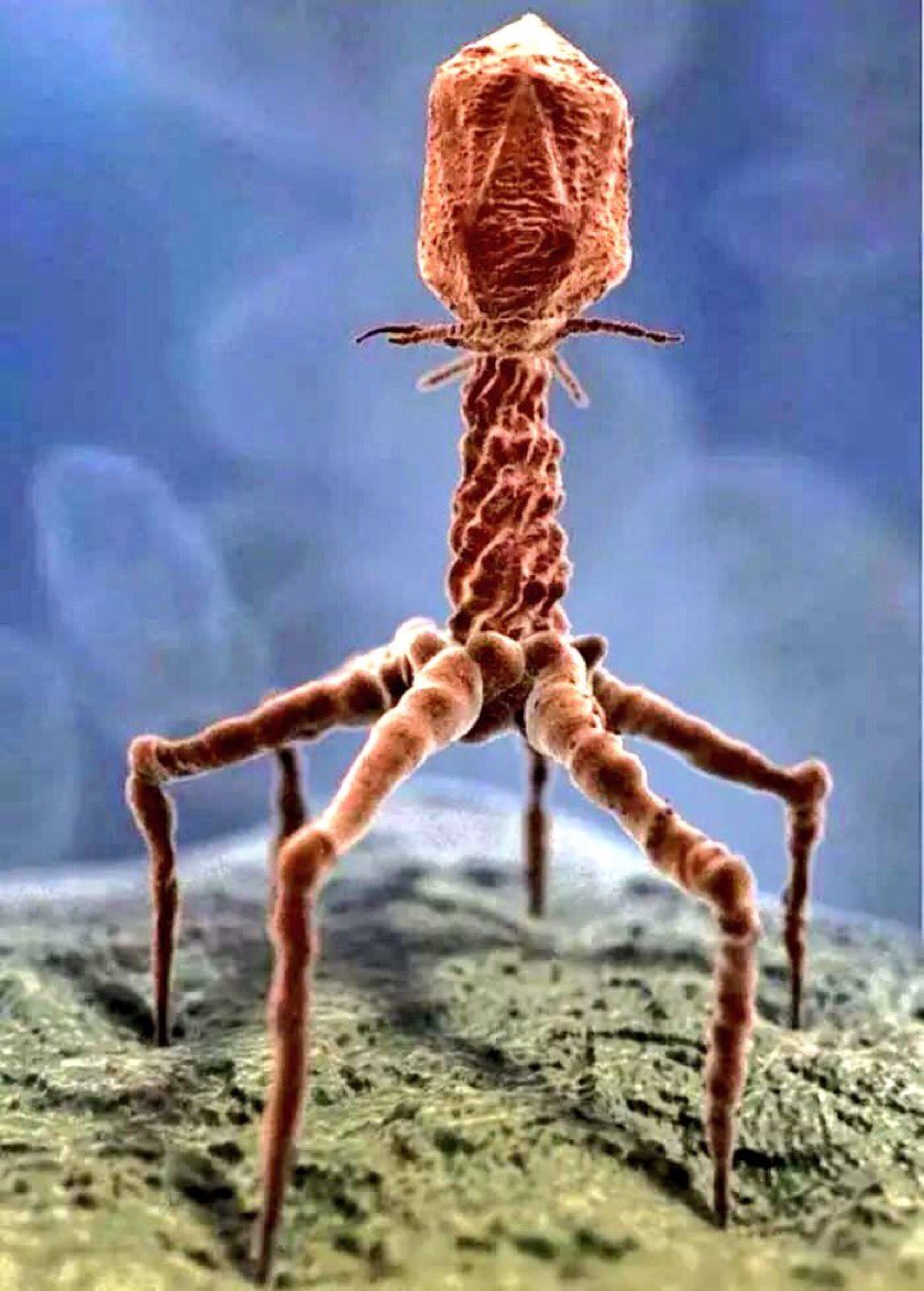 Microscopic Spider Virus