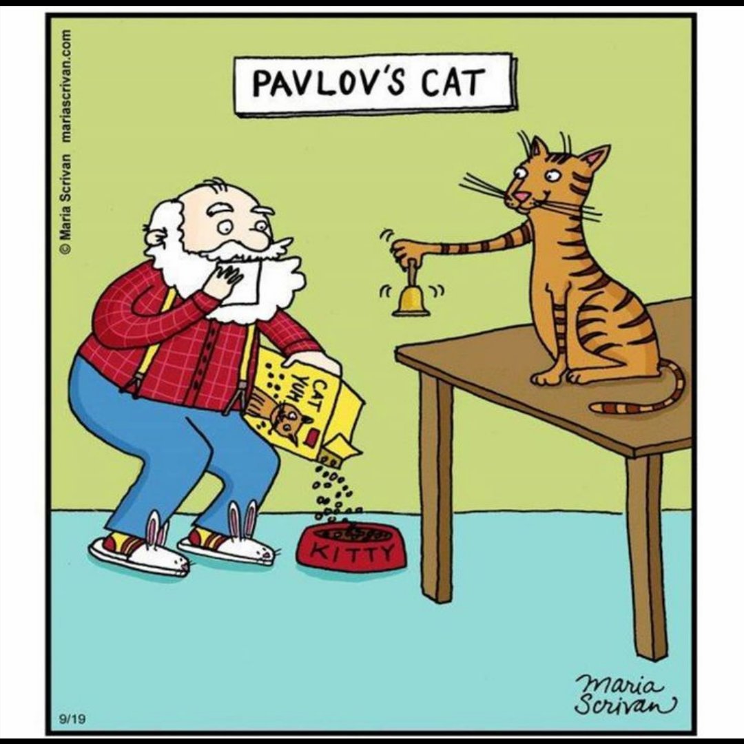 Andi Land πΊ On Twitter Happy Caturday πΈβ¦