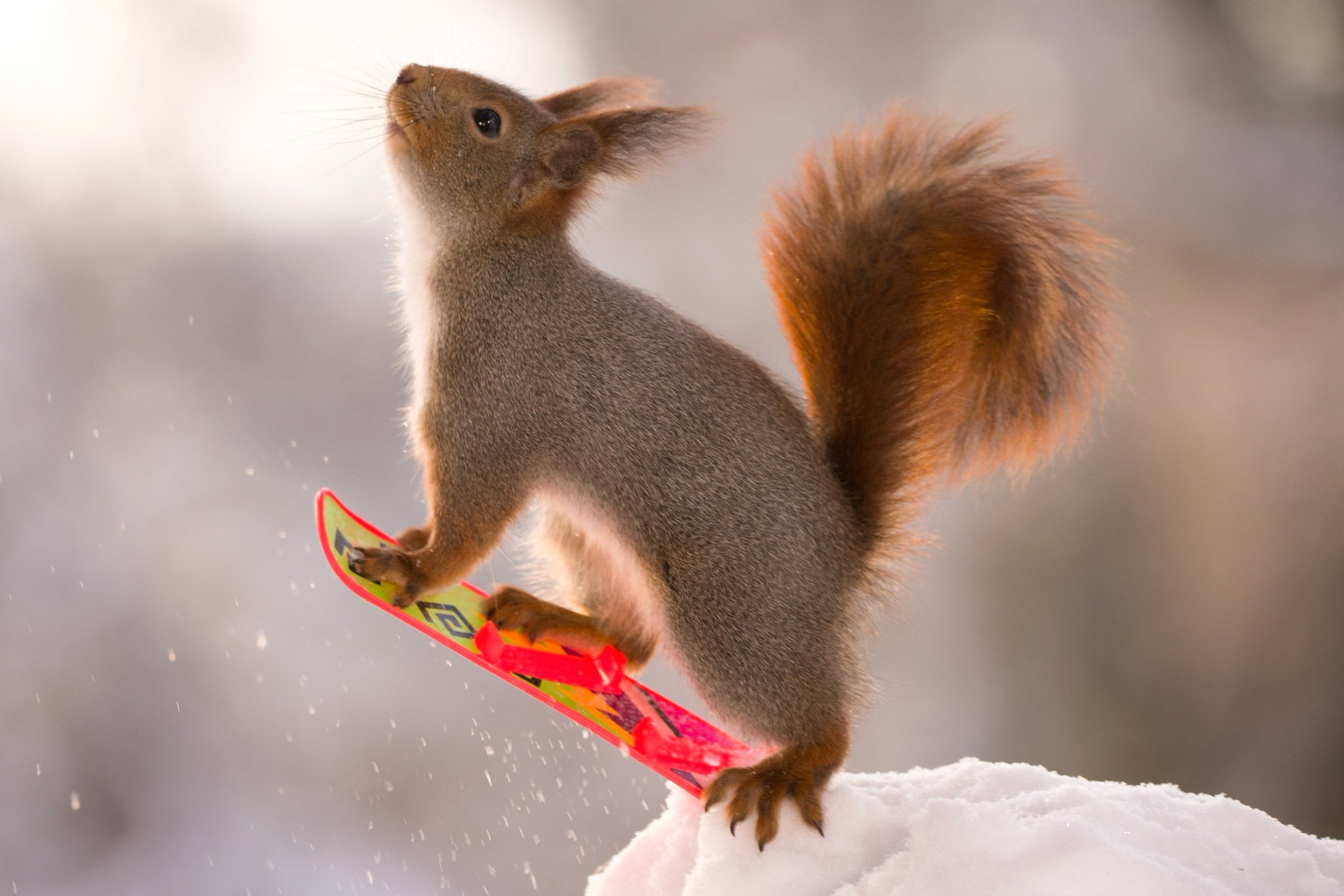 Snowboarding Squirrel