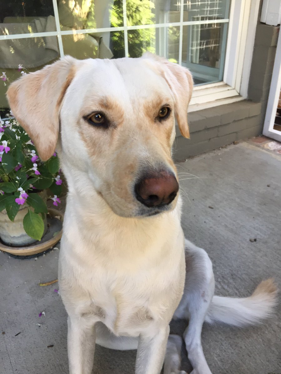 Female Yellow Lab Mix