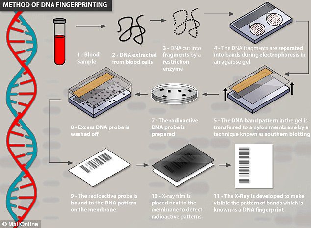 Dna Fingerprinting Process In Steps