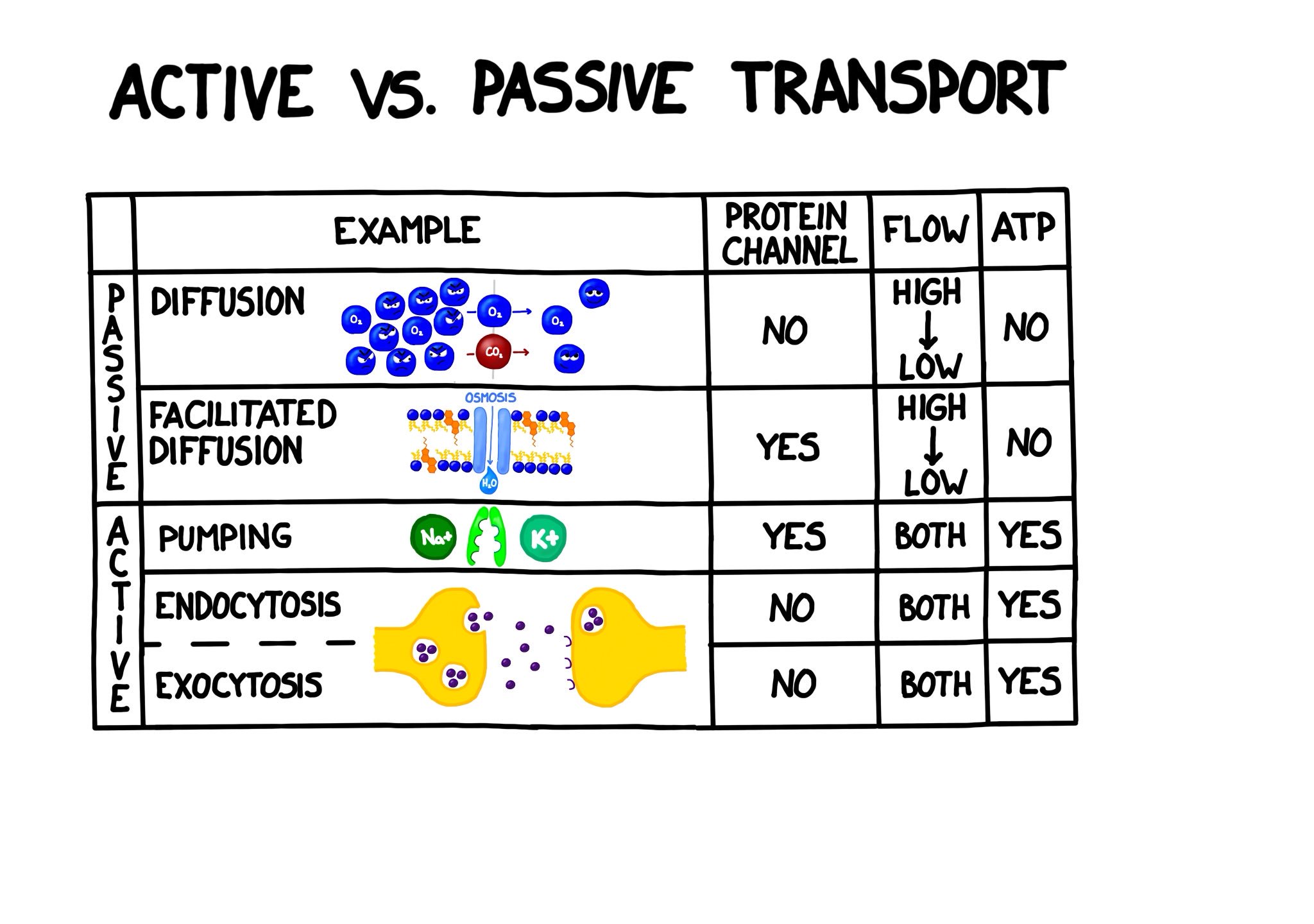 Active Transport Vs Passive Transport