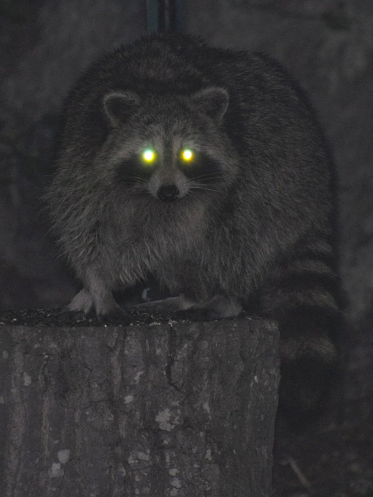 Animal Eyes At Night