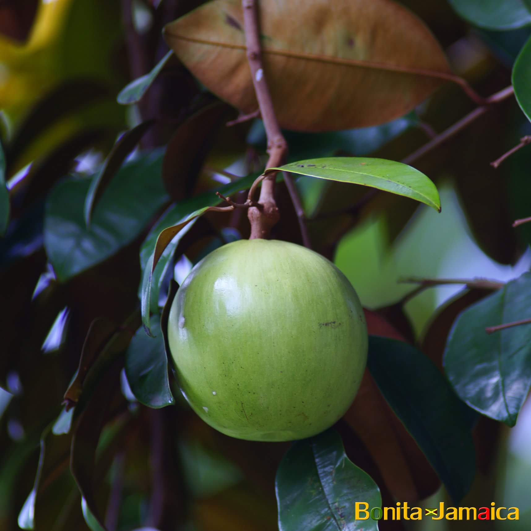 Jamaican Star Apple
