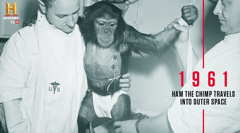 First Monkey In Space Ham