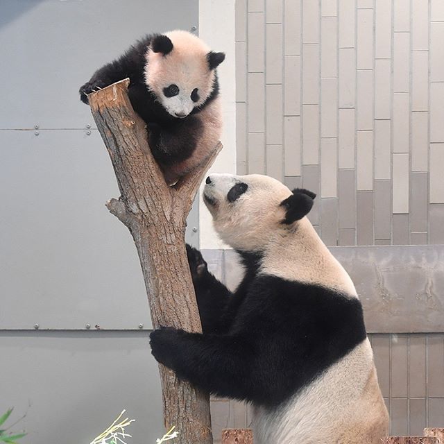 毎日パンダ on Twitter: "2018.01.12 #上野動物園 #パンダ #シャンシャン #uenozoo #giantpanda #panda #xiangxiang https ...