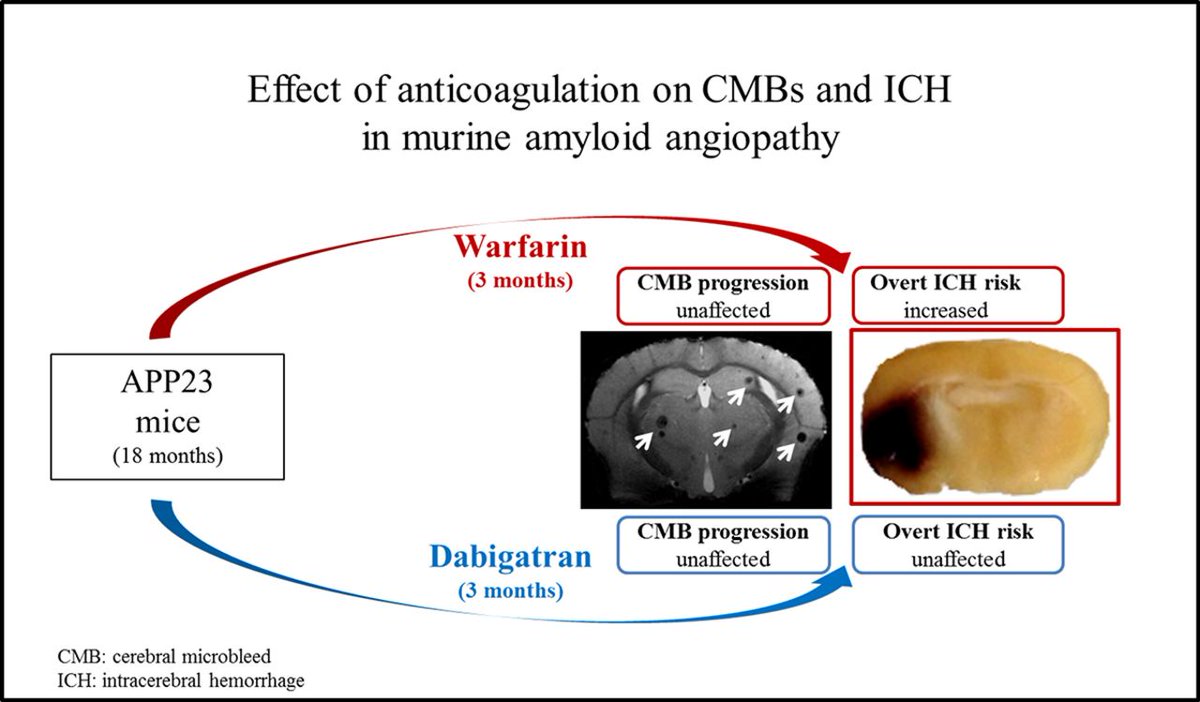 Sofia Macedo (@sofiamaced0) | Twitter