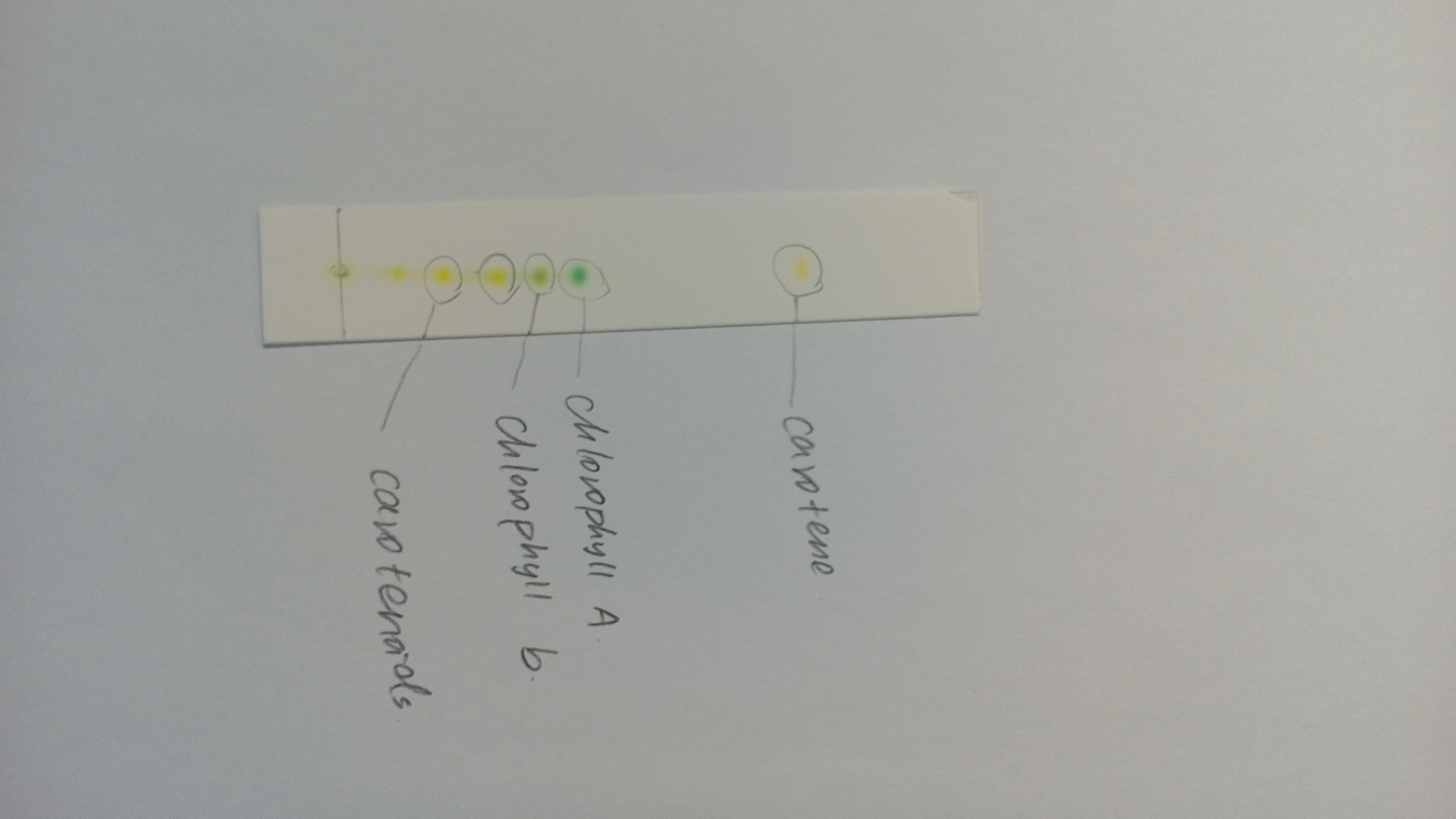 Chromatogram Of Spinach