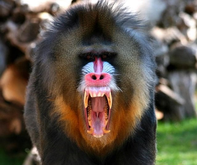 Mandrill Baboon Attack