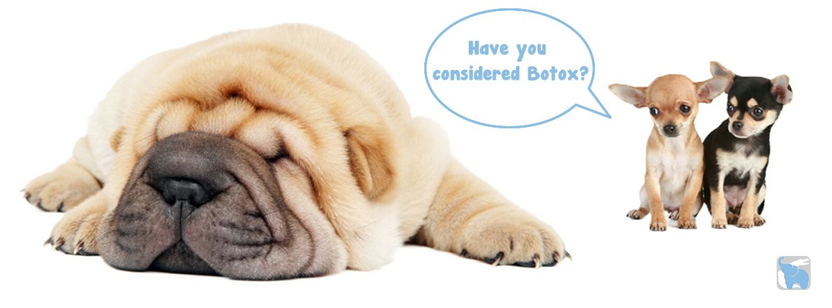 Dog With Wrinkled Botox