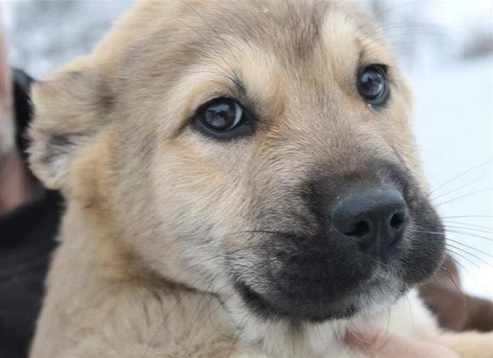 Are Armenian Gampr Dog The Most Intelligent Dogs