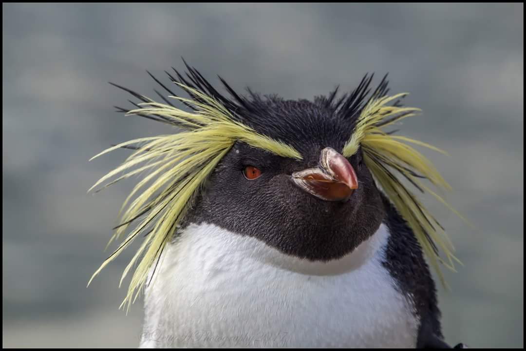 Penguins With Fohawk