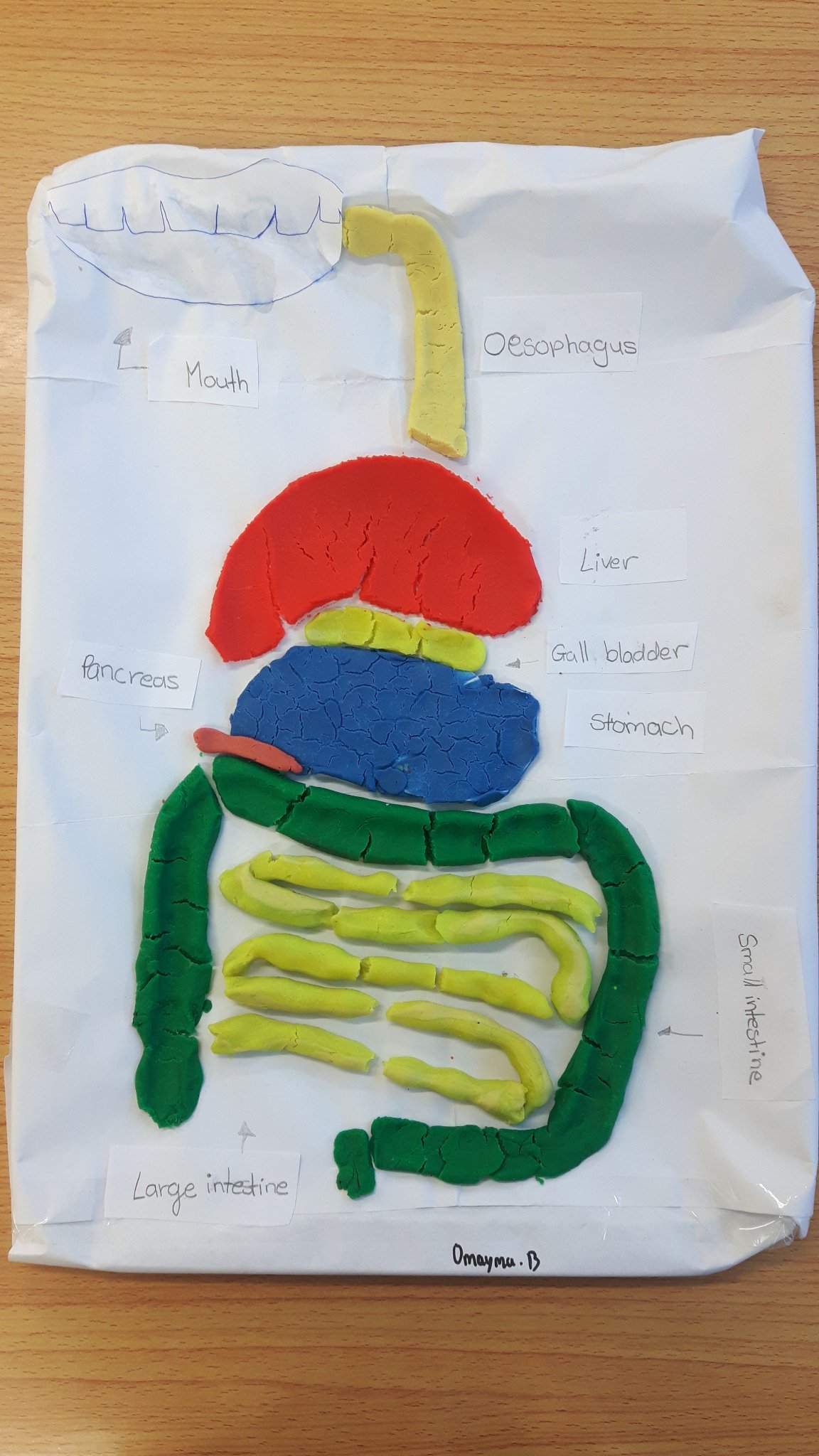 Digestive System Model For Kids