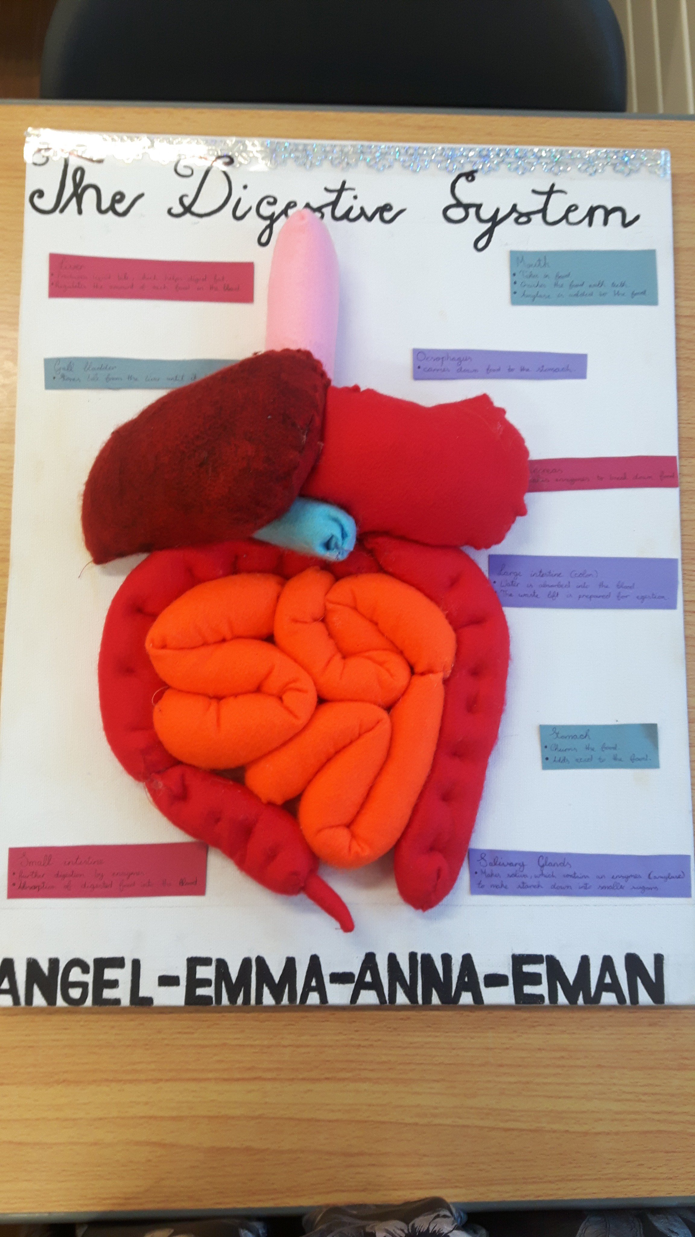 Digestive System 3d Model Ideas