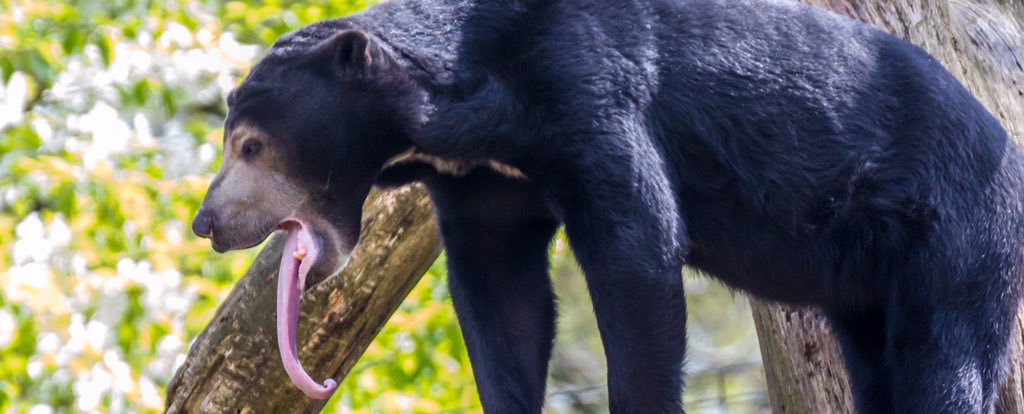 Sloth Bear Tongue