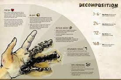 Human Decomposition Timeline