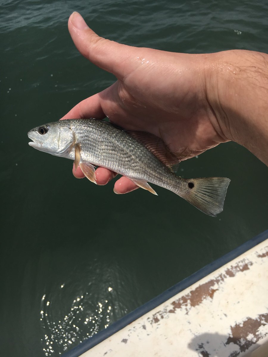 Baby Redfish
