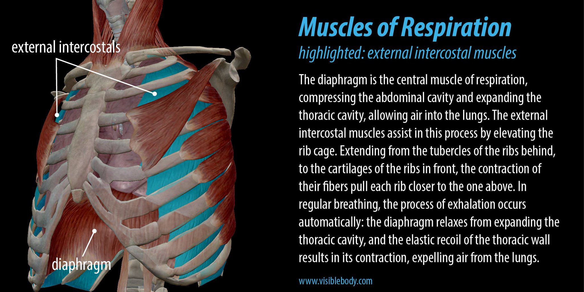 Internal Intercostals Cadaver Cadaver Lab – Axial Body Archives - Learn ...