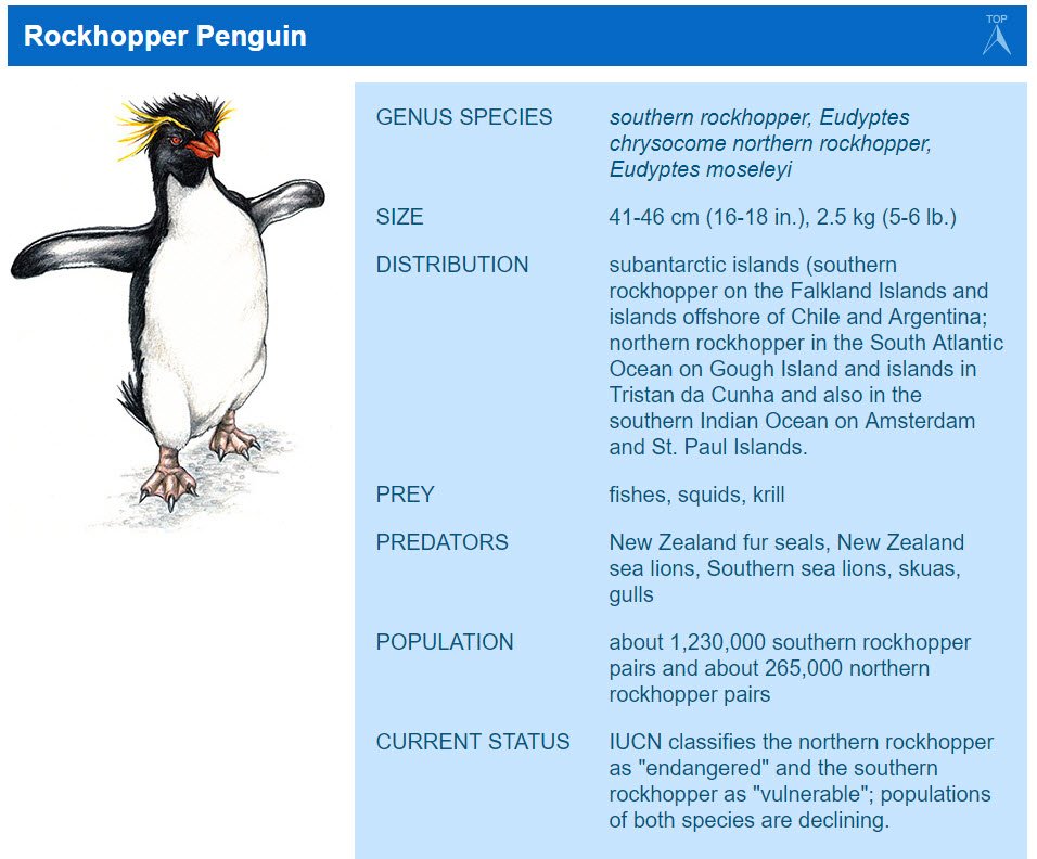 Rockhopper Penguin Facts