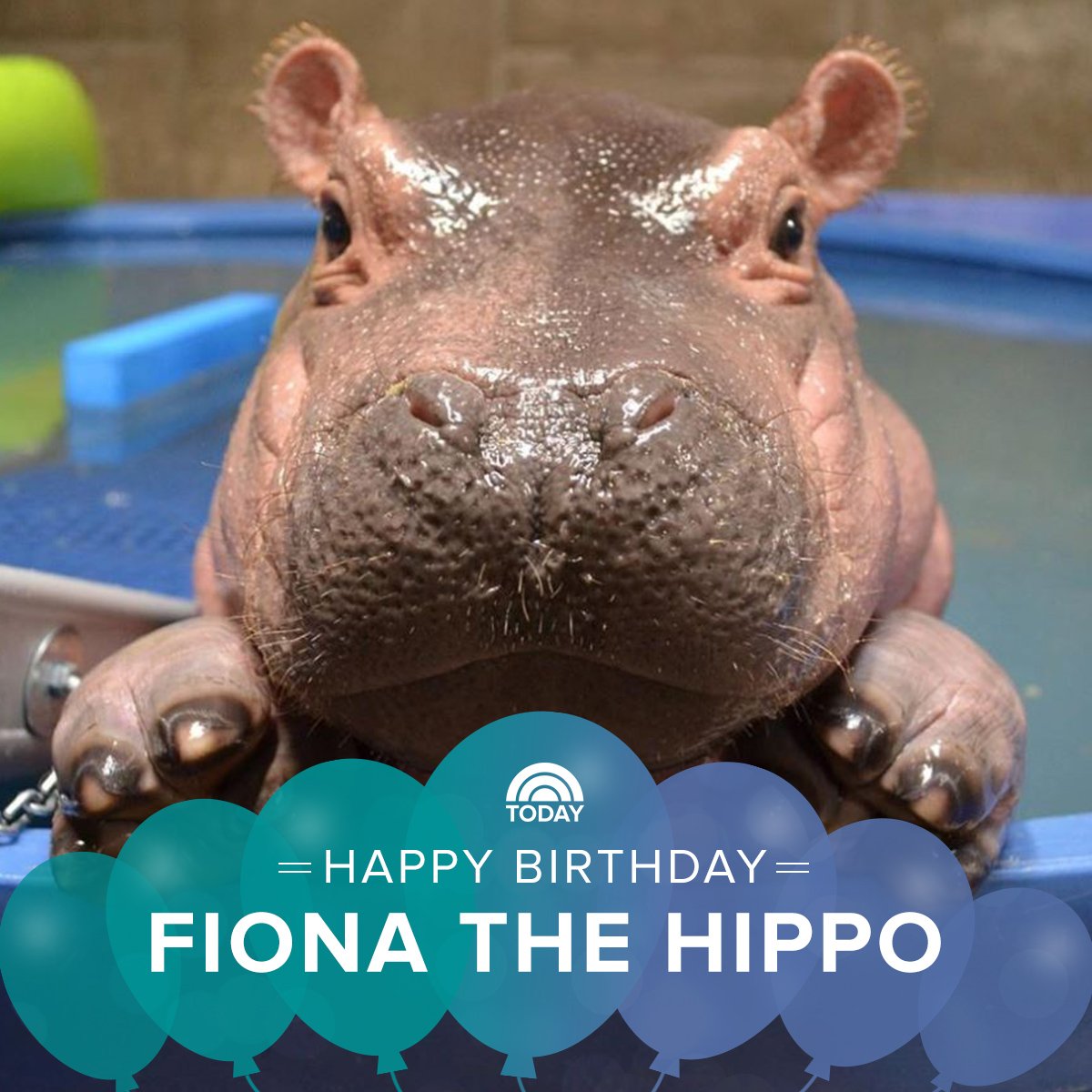 Happy 1st birthday, fiona the hippo! (photo via @cincinnatizoo ...