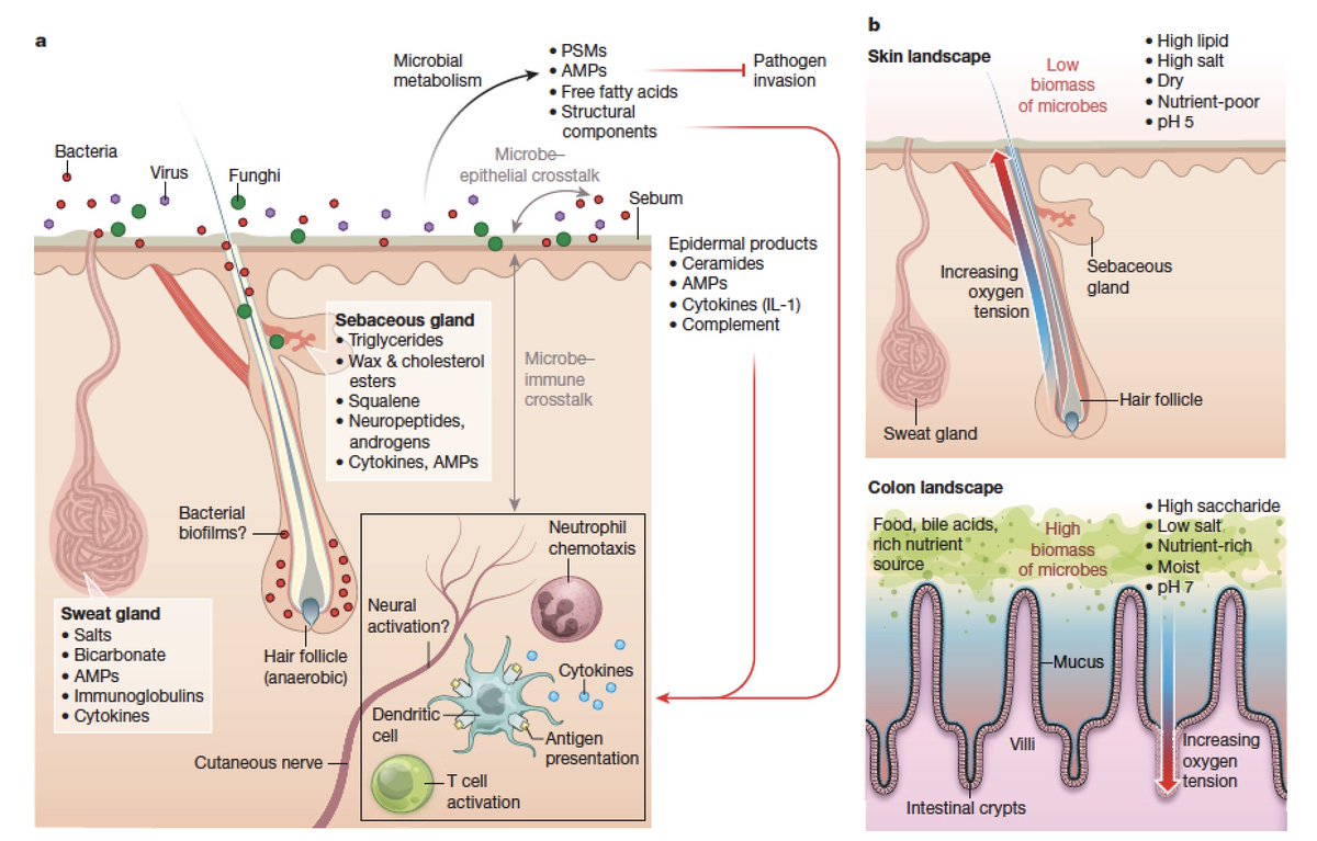 Terrific review of the skin #microbiome re: biology and medicine ...