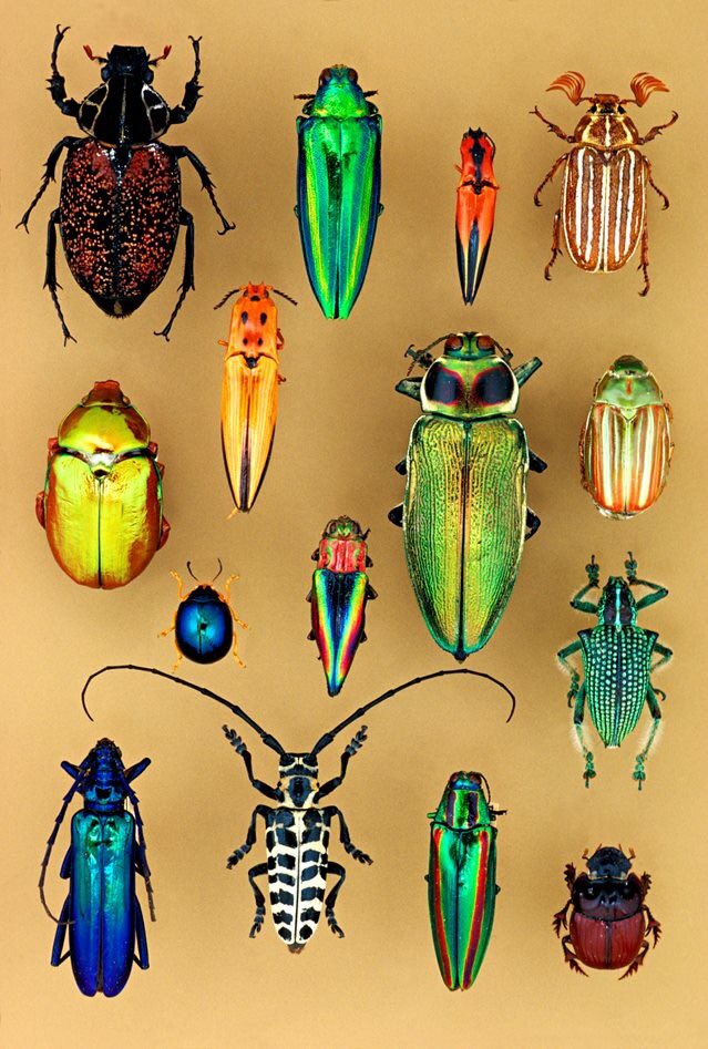 Colorful Beetle Insect