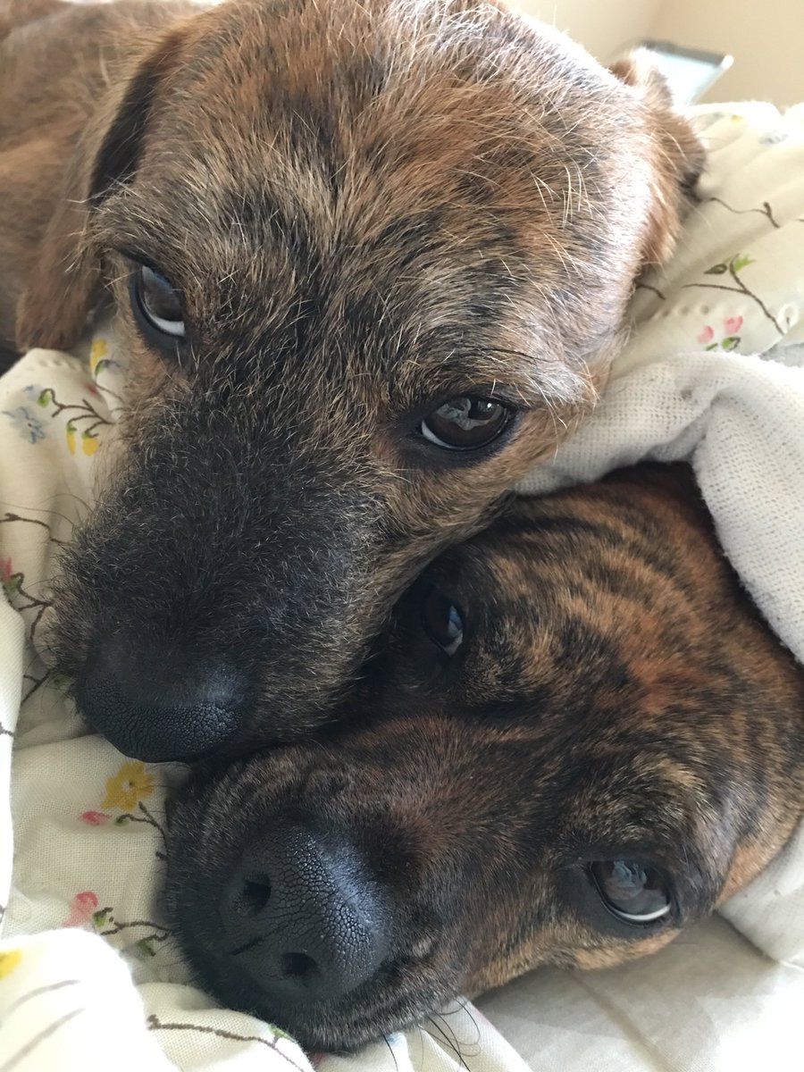 Janelle Brown Lab Rats