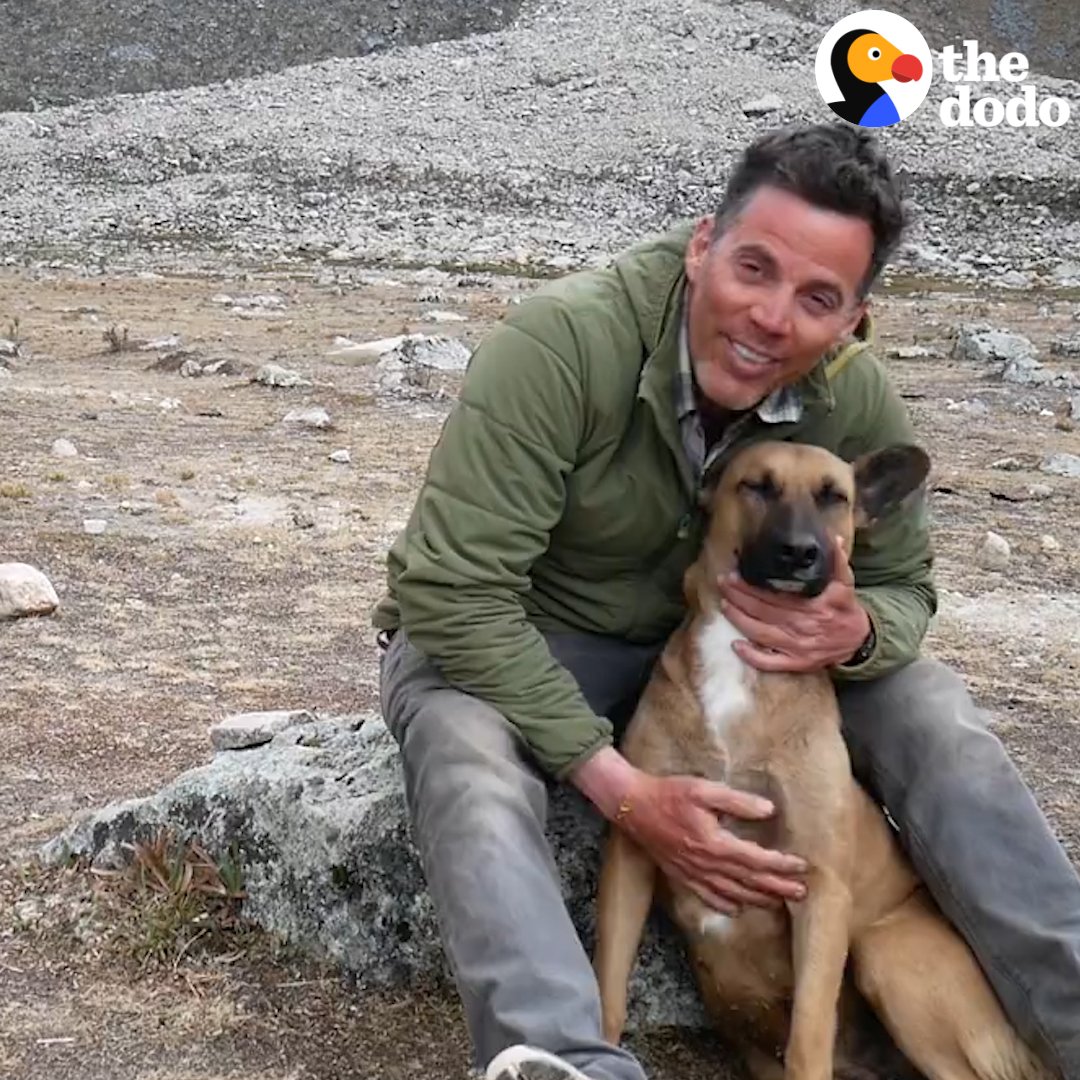 .steveo just met a street dog in Peru, and he's in LOVE ?? | The Dodo ...
