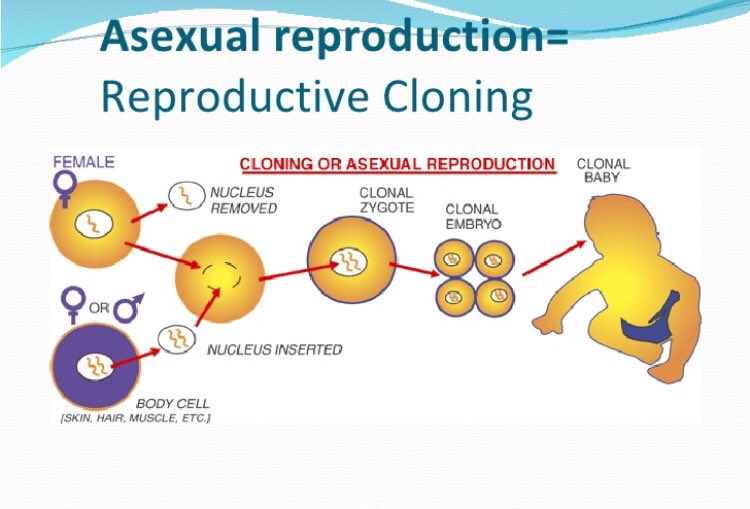 Reproductive Cloning