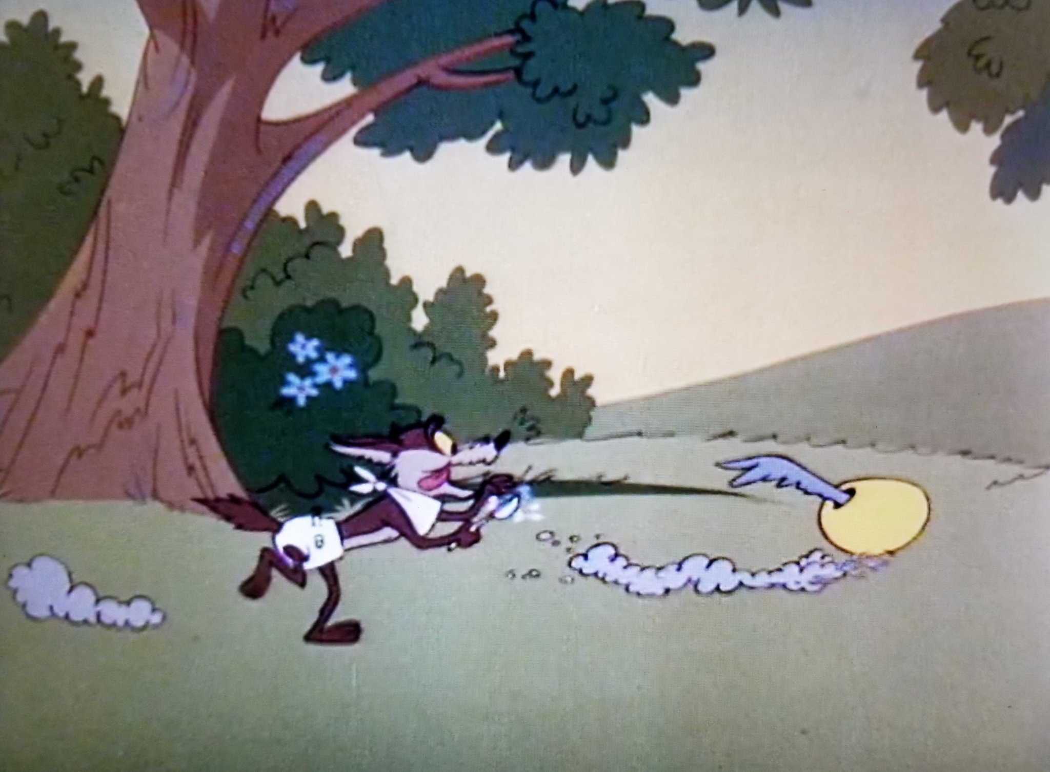 Baby Roadrunner Og Coyote Baby Road Runner Watches As Baby Wile E. Is