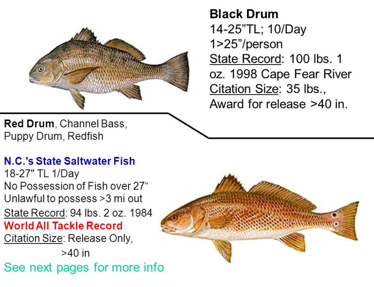 Baby Black Drum Fish