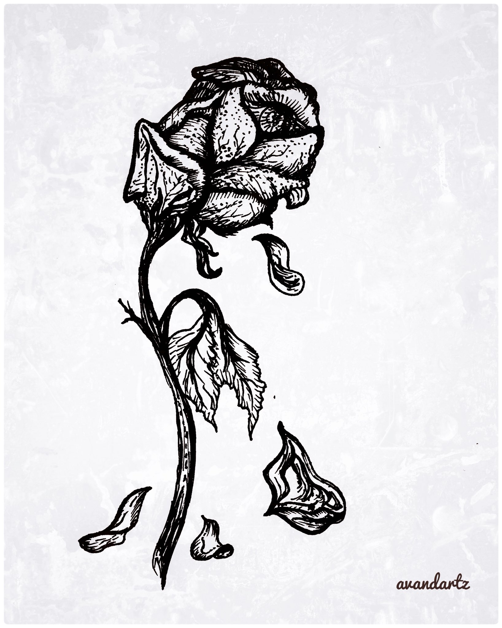 Wilting Rose Drawing