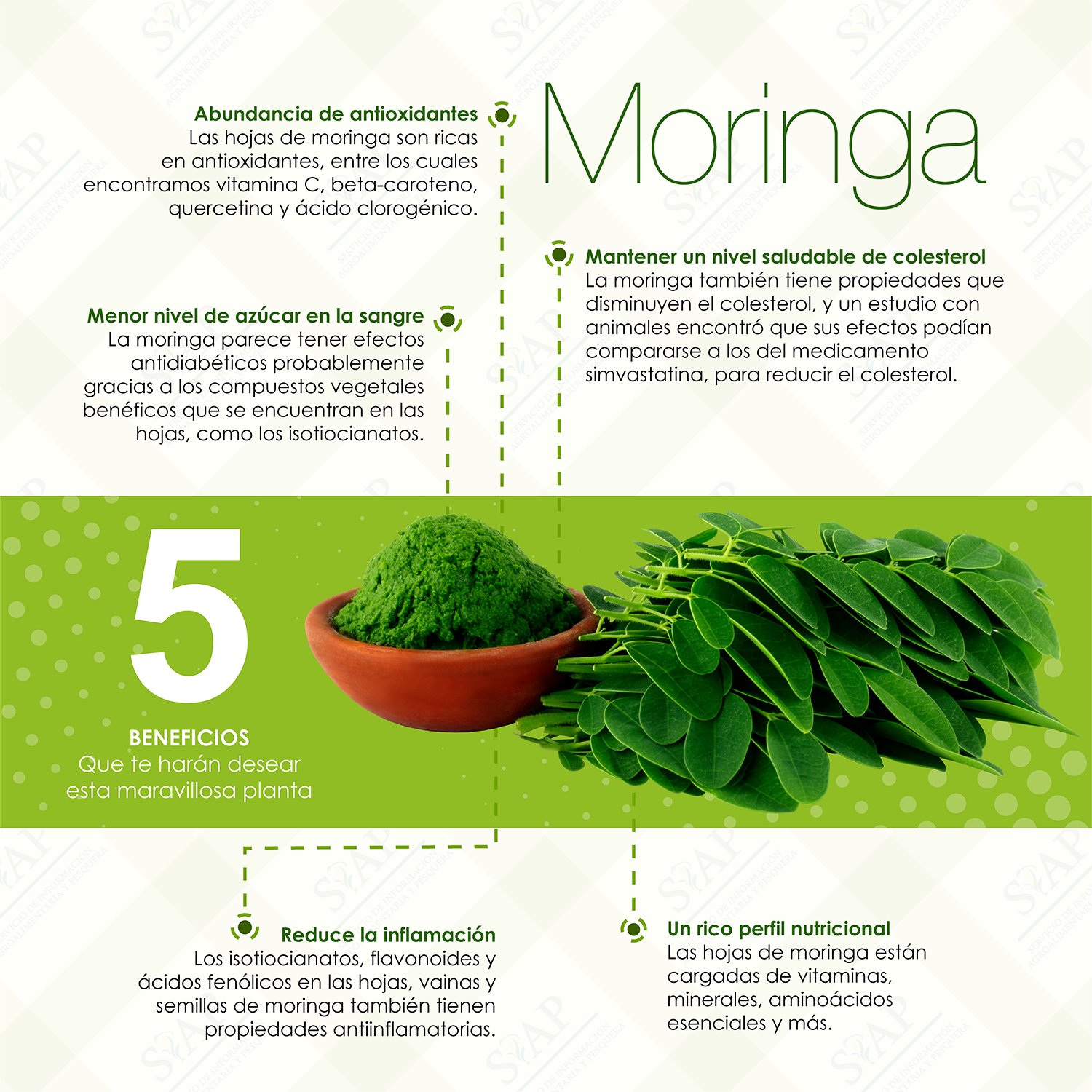 Moringa Y Sus Beneficios Beneficios De La Moringa Millenium Natural