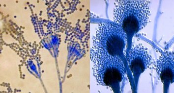 Aspergillus Penicillium