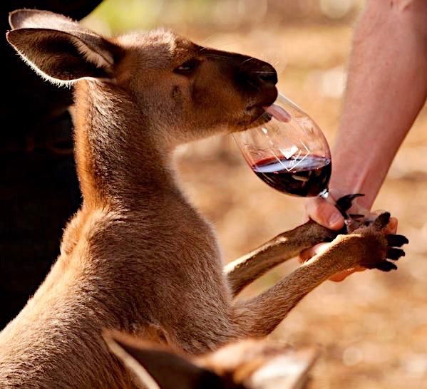 Drunk Kangaroo
