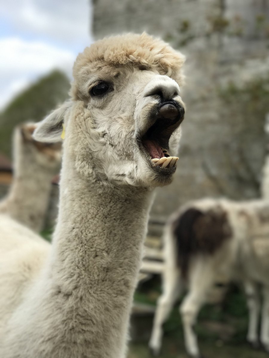 PsBattle: An Alpaca bleating. : r/photoshopbattles