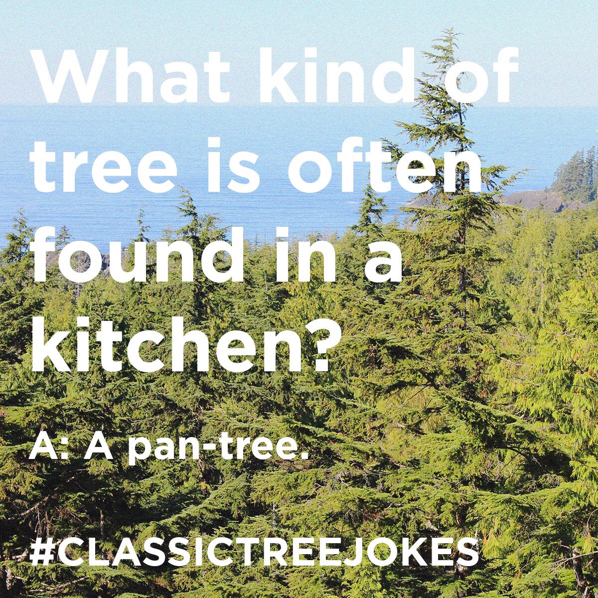 Funny Tree Jokes